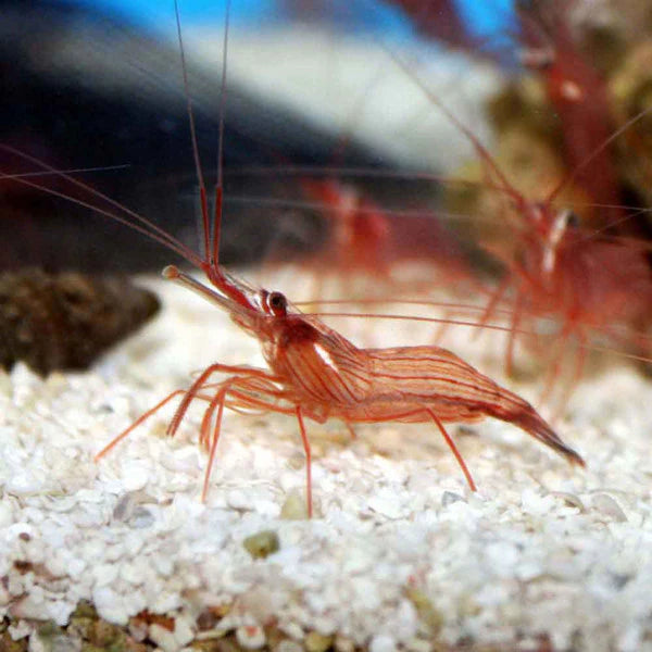 Peppermint Shrimp (Aptasia Eating) – Aquatic City